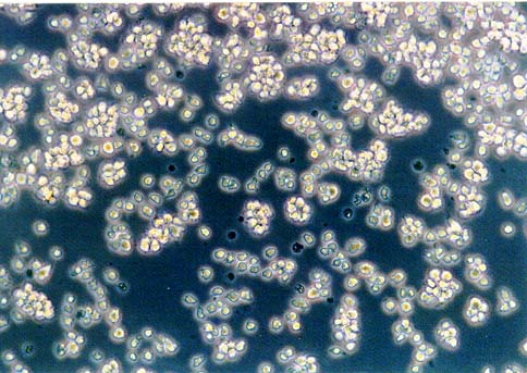 医用細胞資源センター｜東北大学加齢医学研究所